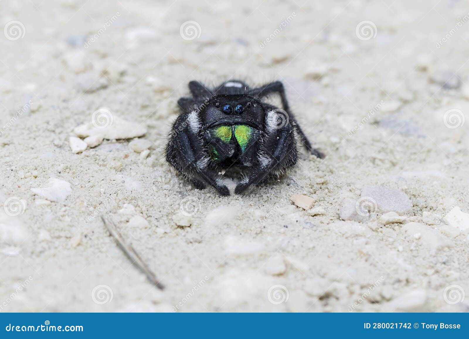 Bold Jumping Spider - Phidippus Audax Royalty-Free Stock Photo ...