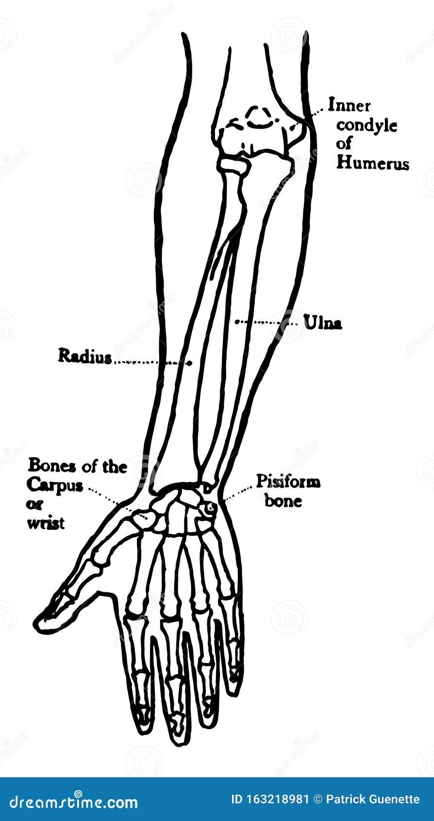 Two Bones Of Forearm - Radius And Ulna. Part Of Human Skeleton ...