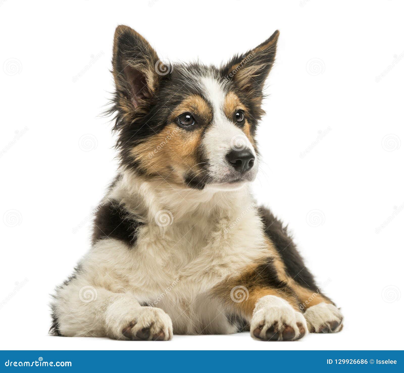Front View Border Collie Lying Down Stock Images - Download 88 Royalty ...