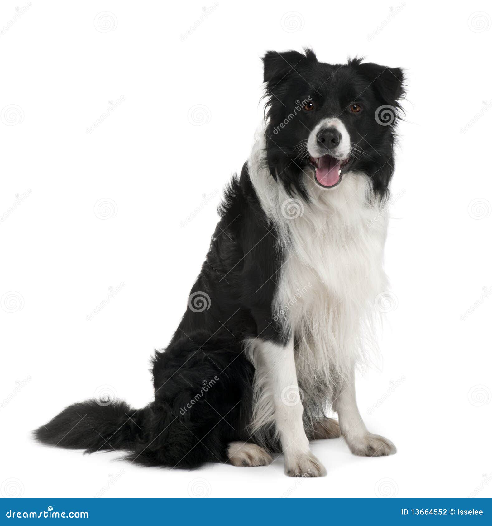 Front View Of Border Collie, Sitting And Panting Stock Photography ...