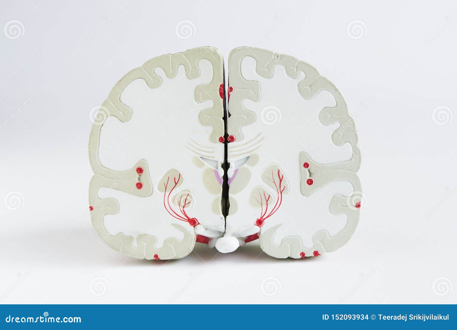 Front View of Brain Model on White Background Stock Photo - Image of ...
