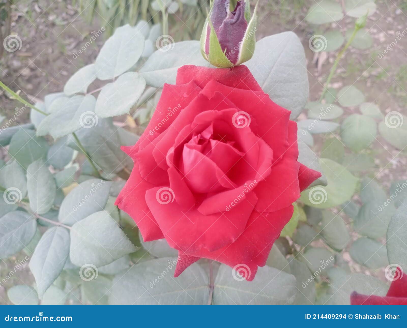 Front View of Bright Red Rose in a Lawn of Rural Area Stock Photo ...