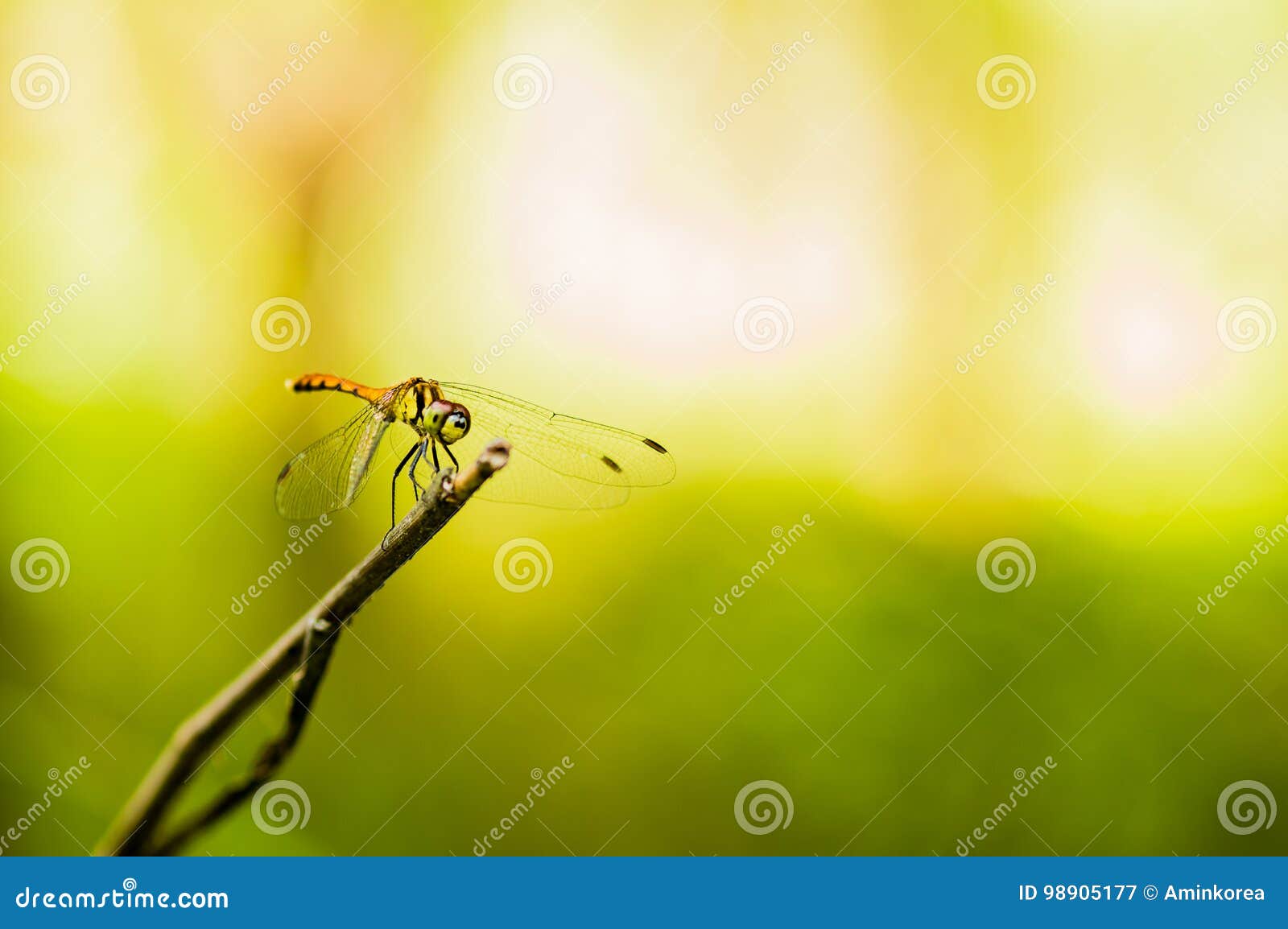 Front View of Brown Dragonfly Perched on a Small Twig Stock Image ...