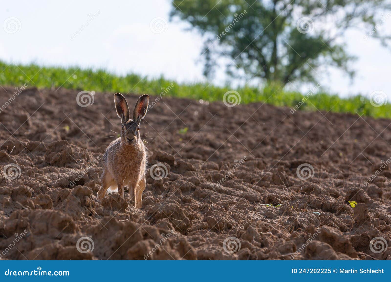 Front view of a brown hare stock image. Image of earth - 247202225