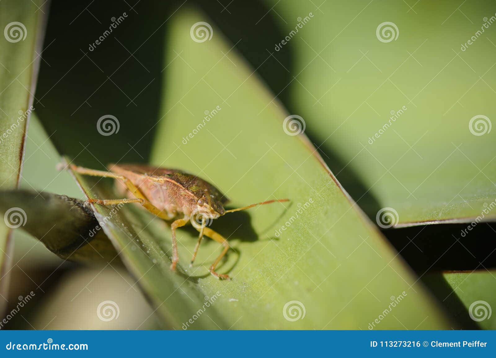 Front View of a Brown Stink Bug on a Yucca Leaf. Stock Photo - Image of ...