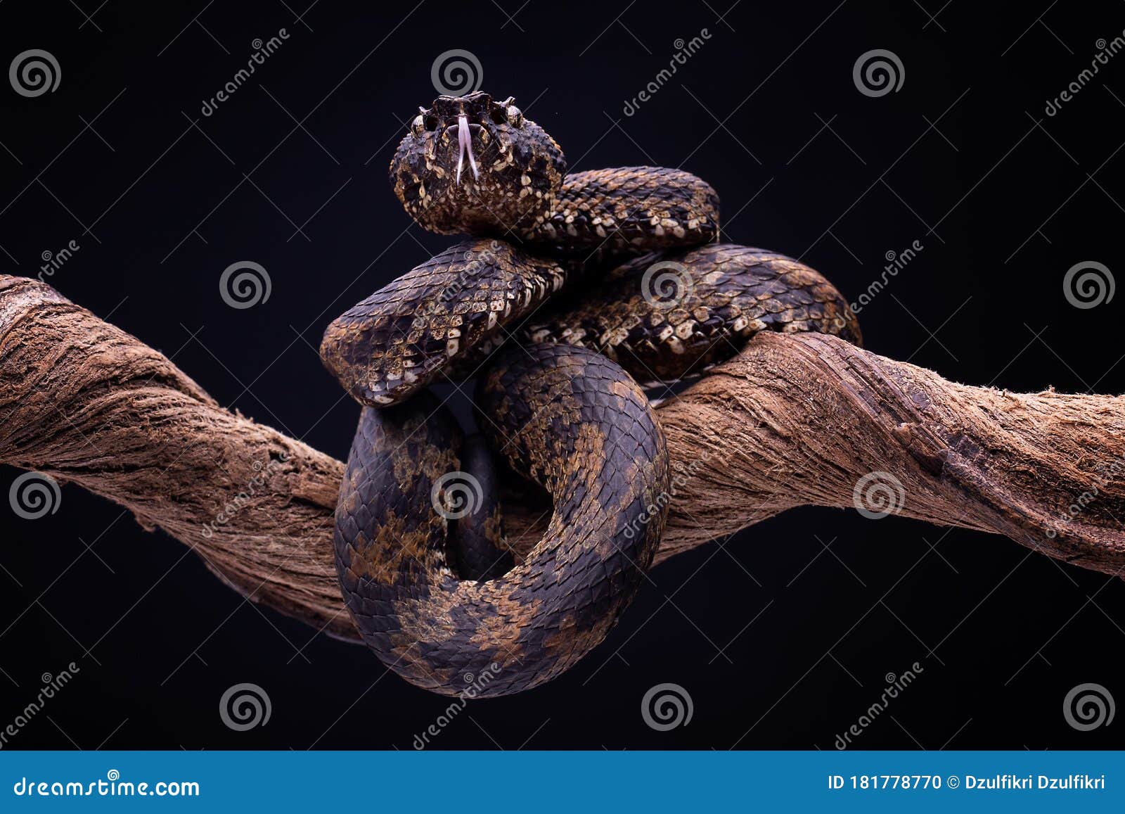 Front View of Brown Viper Snake Stock Photo - Image of venom, poison ...