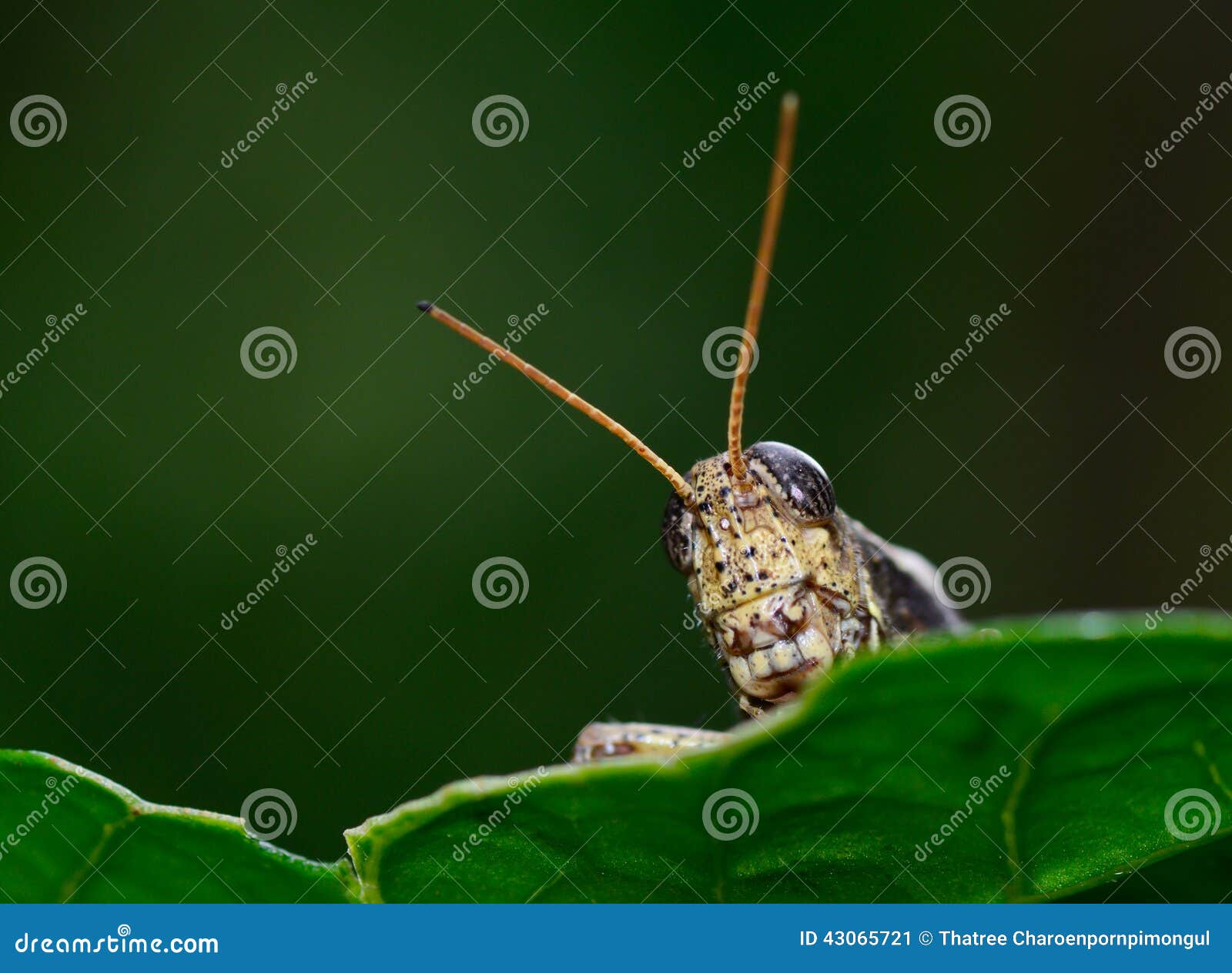 Front View of Brown Yellow Grasshopper Standing on Leaf Stock Image ...