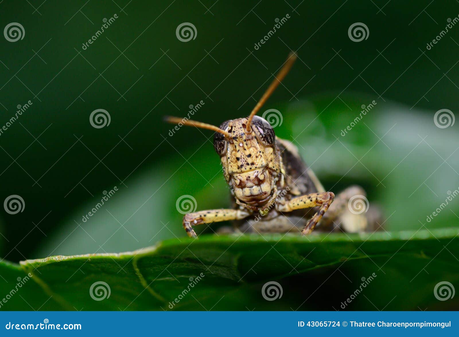 Front View of Brown Yellow Grasshopper Standing on Leaf Stock Photo ...