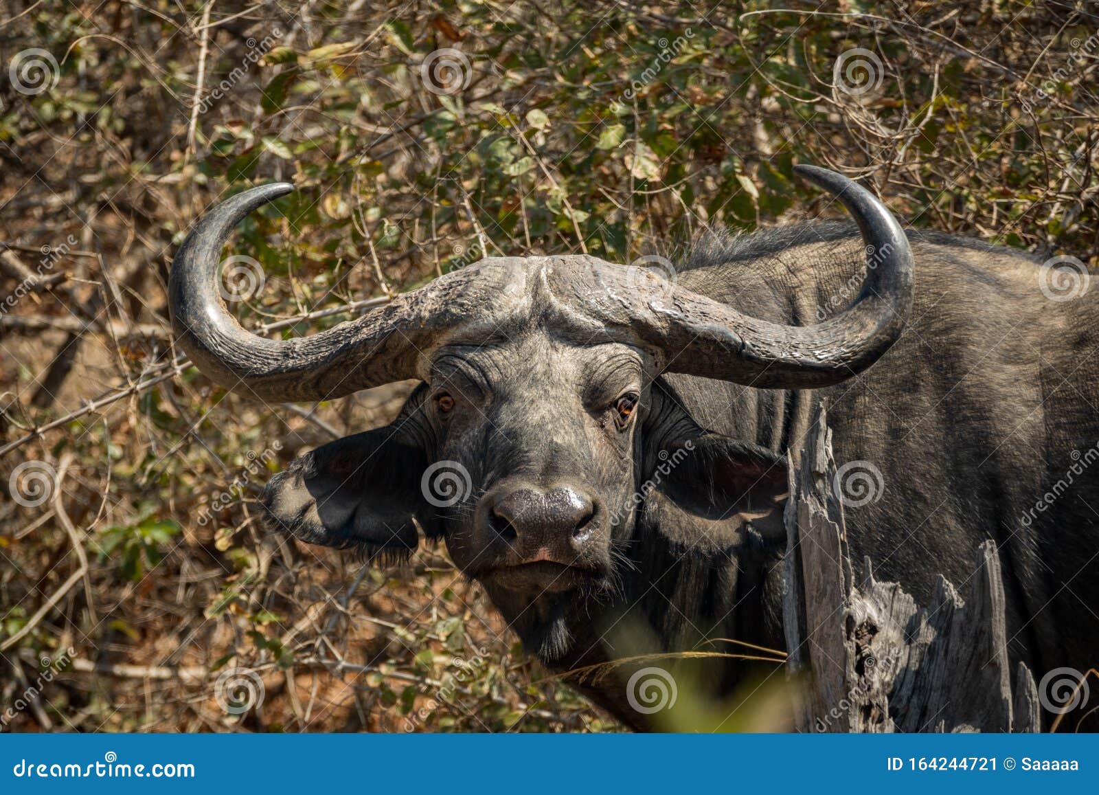 Front View of Buffalo Looking at the Camera Stock Image - Image of ...
