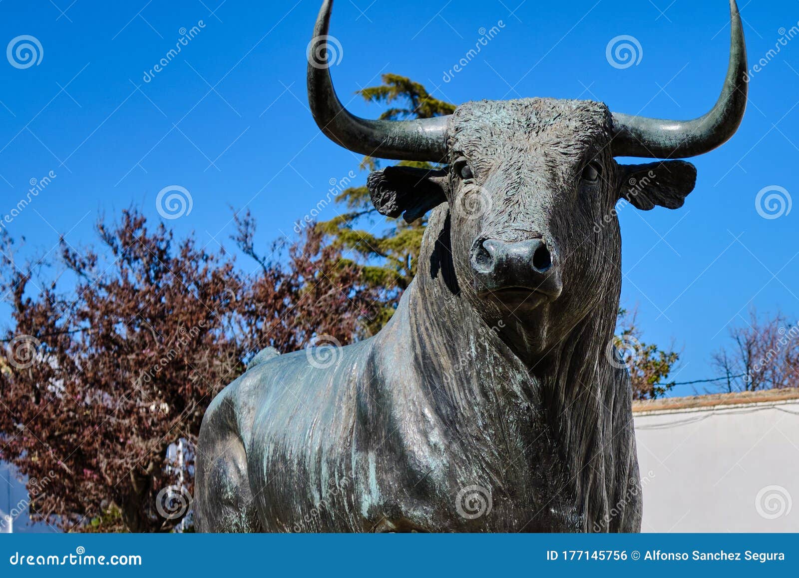 Front View of a Bull Statue in Bronze Stock Photo - Image of ...
