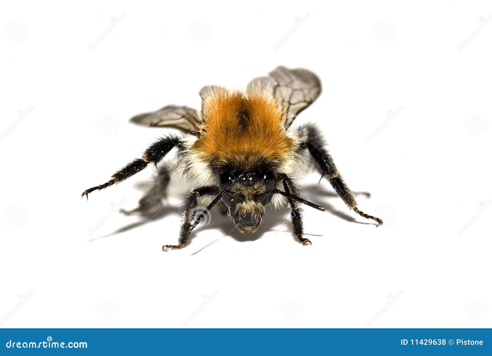 Front view of a bumblebee stock photo. Image of macro - 11429638