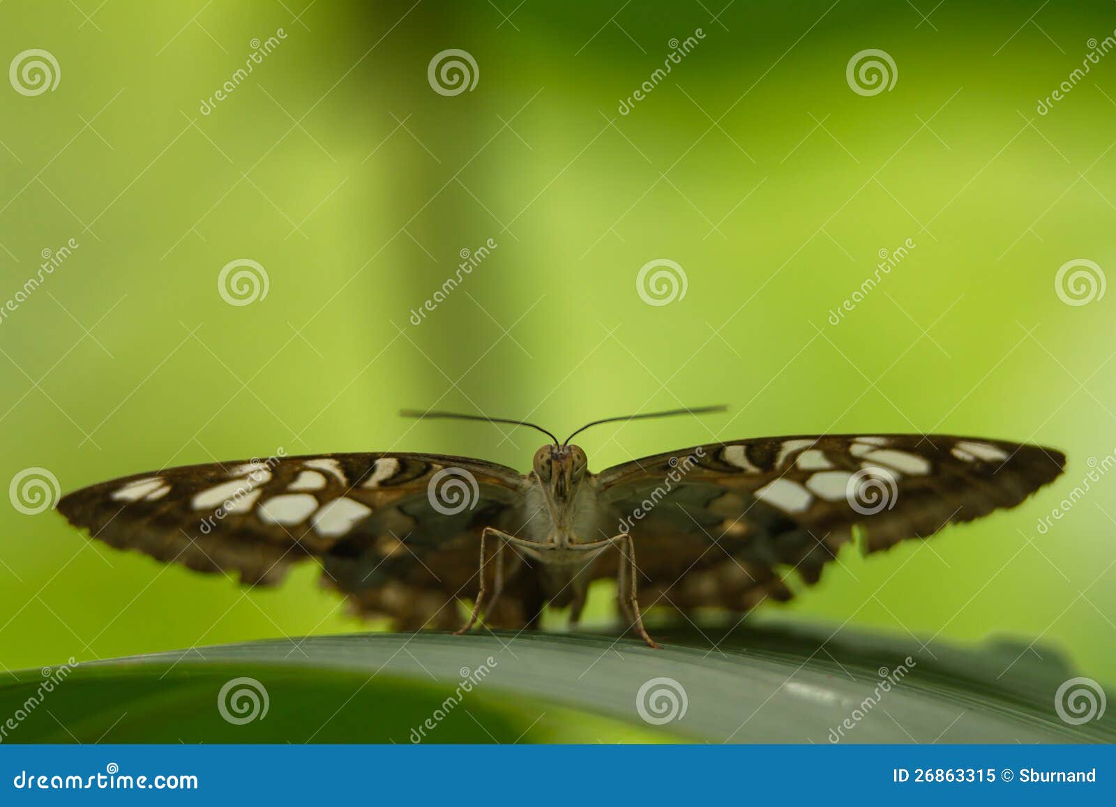Front View of Butterfly stock image. Image of attractively - 26863315