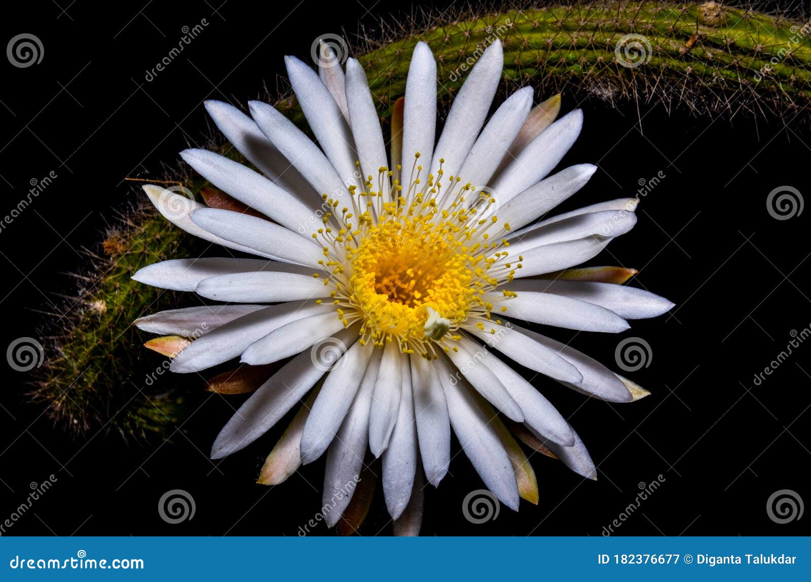 Front View of Cactus Flower in a Garden Stock Image - Image of flower ...