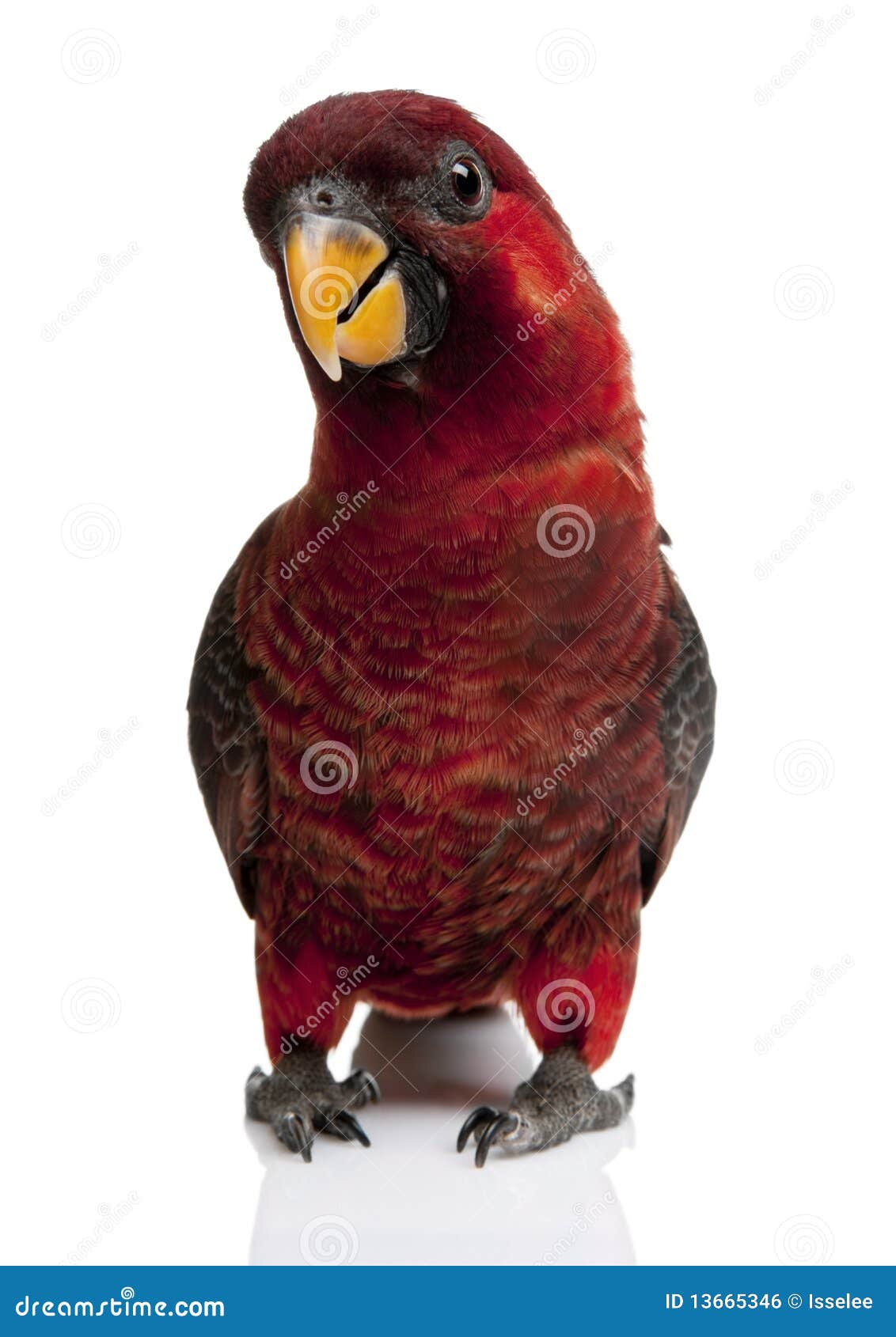 Front View of Cardinal Lory, Standing Stock Photo - Image of looking ...