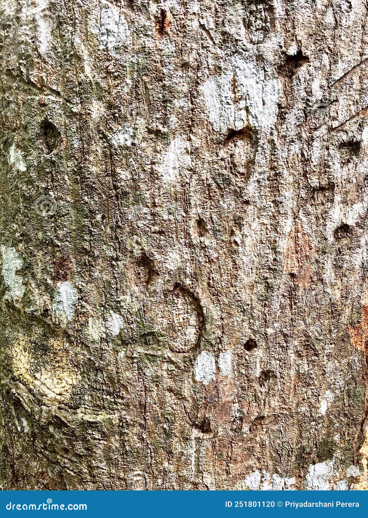 Front View of a Cashew Tree. Scenes of Bark and Tree Stock Photo ...