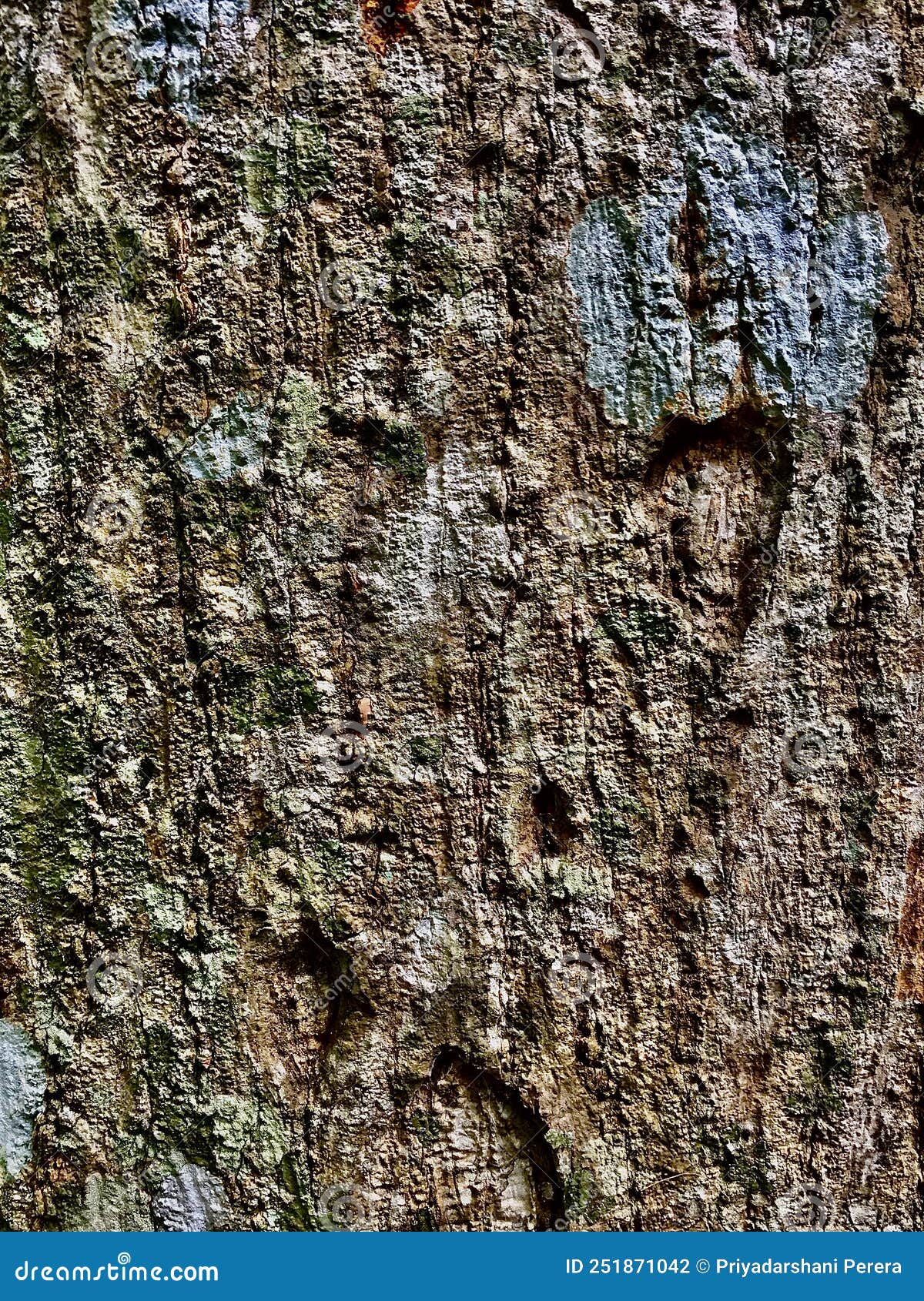 Front View of a Cashew Tree. Scenes of Bark and Tree Stock Photo ...