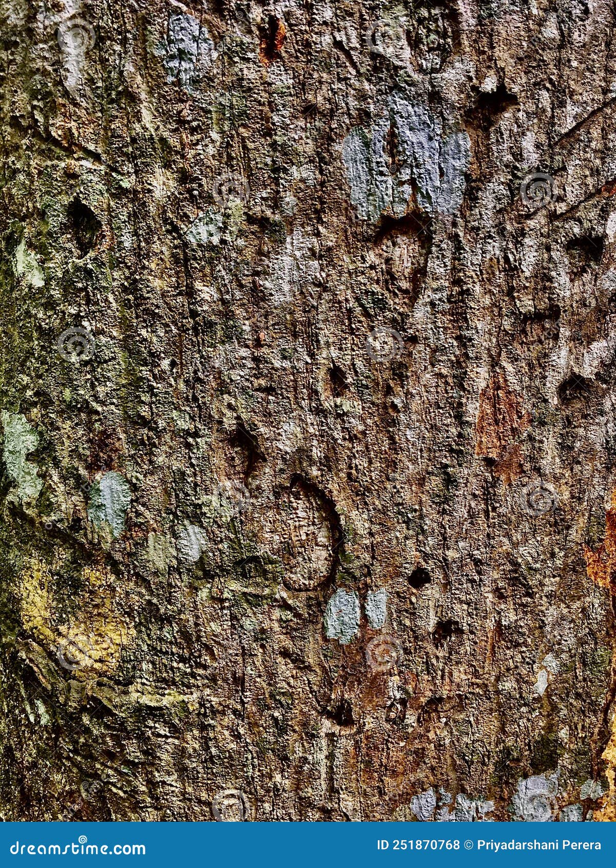 Front View of a Cashew Tree. Scenes of Bark and Tree Stock Photo ...