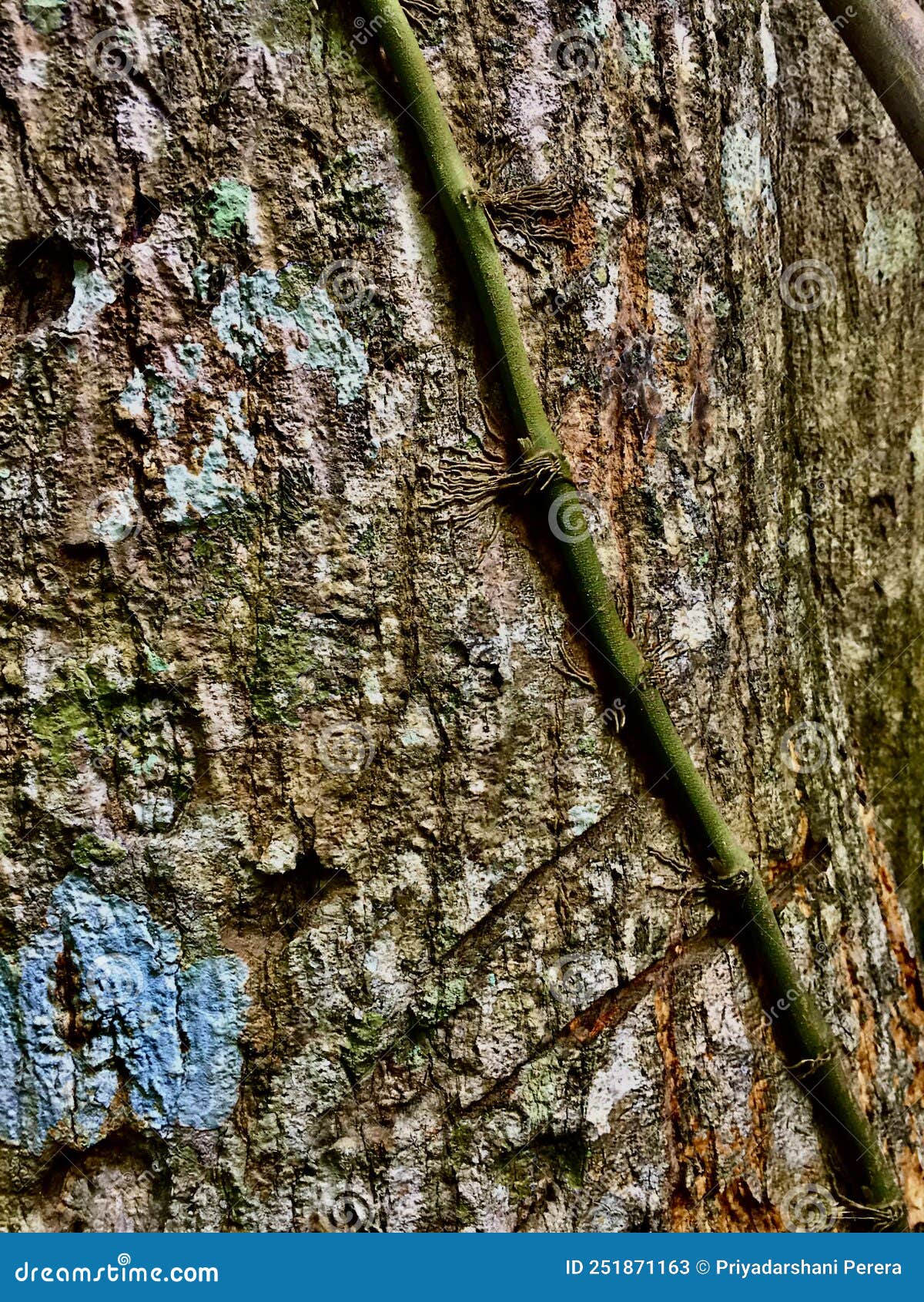 Front View of a Cashew Tree. Scenes of Bark and Tree Stock Image ...