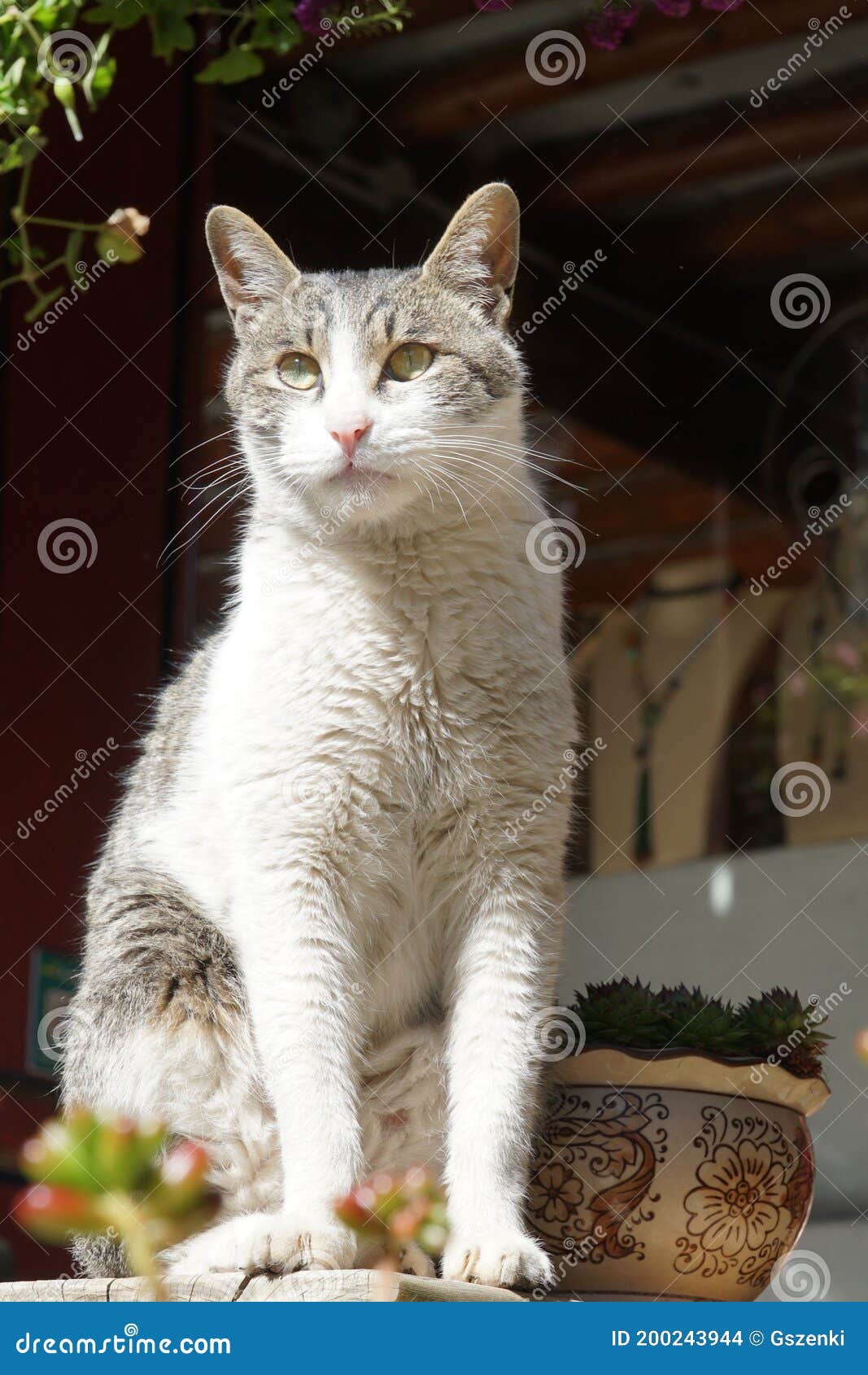 Front view of a cat stock photo. Image of front, wildcat - 200243944