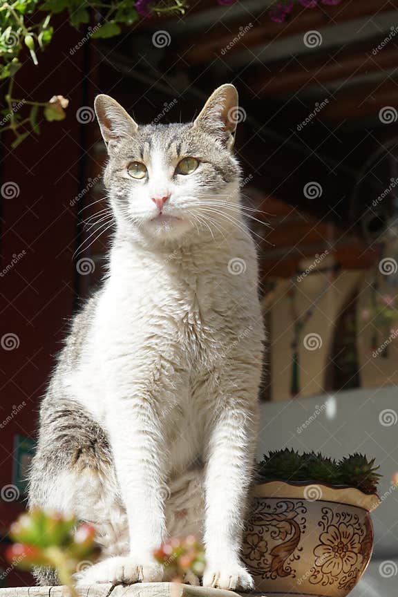 Front view of a cat stock photo. Image of front, wildcat - 200243944