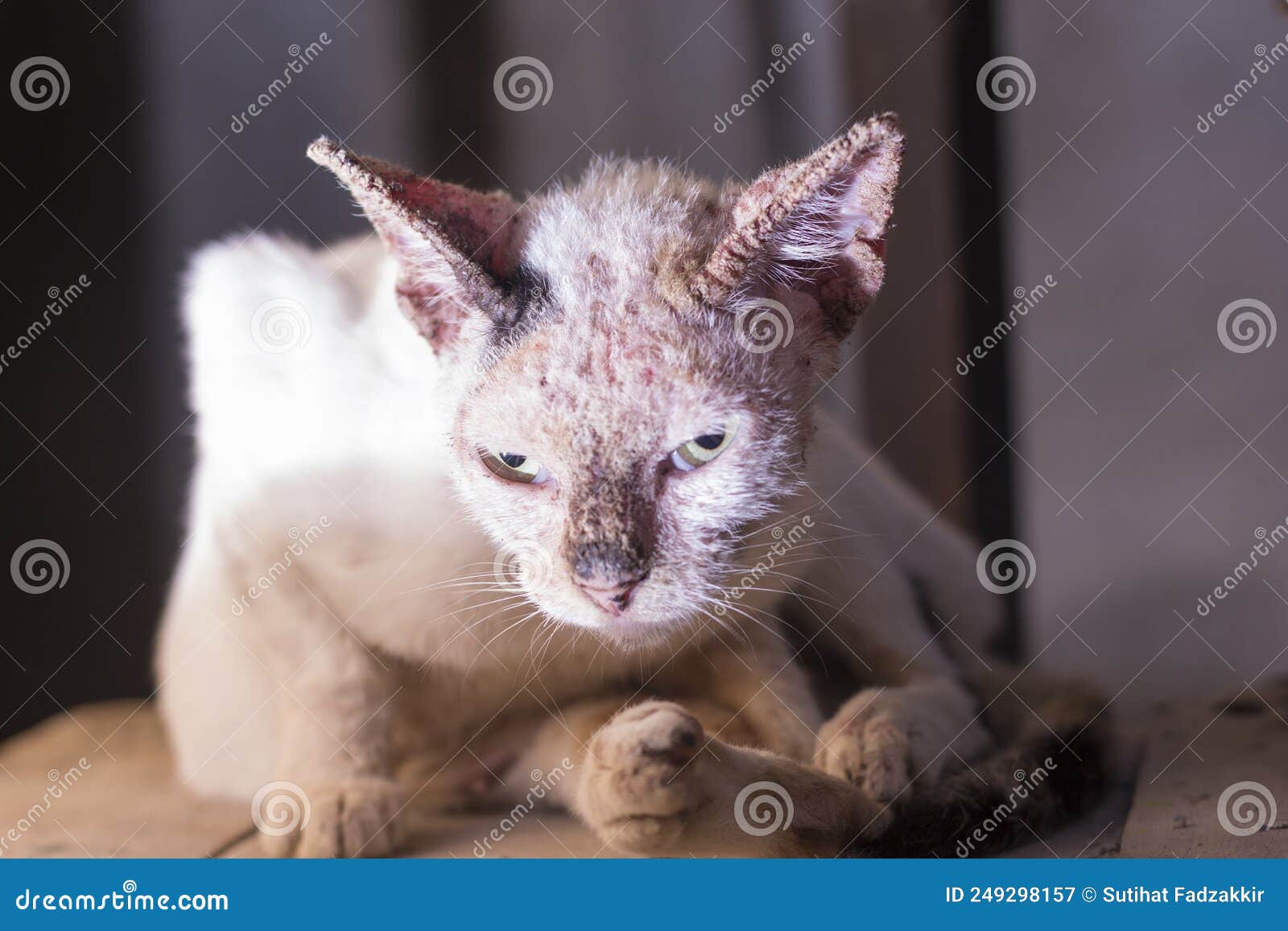 Front View of Cat, Cat Mange Illustration, Sarcoptes Scabiei. Stock ...