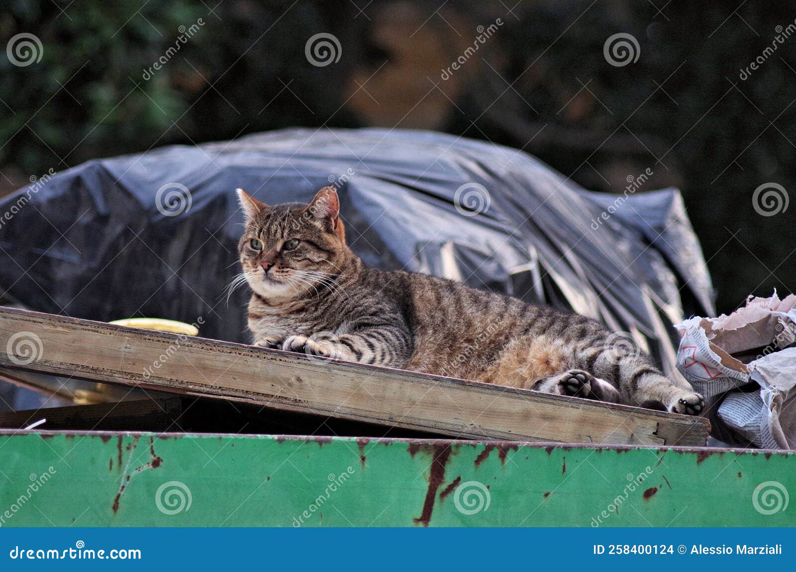 A Cat Standing in the Garbage Stock Photo - Image of foreground, mammal ...