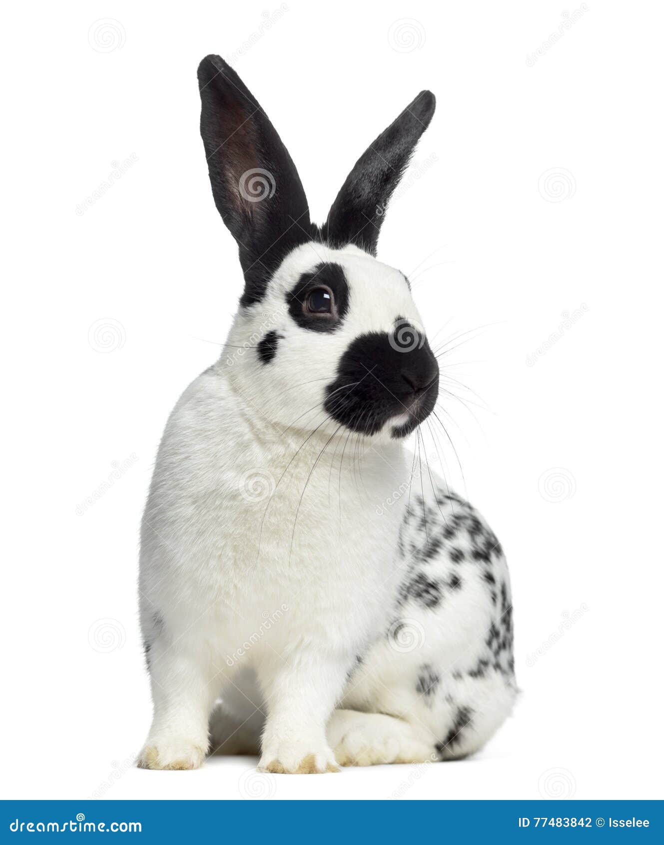 Front View of Checkered Rabbit Stock Photo - Image of vertebrate ...