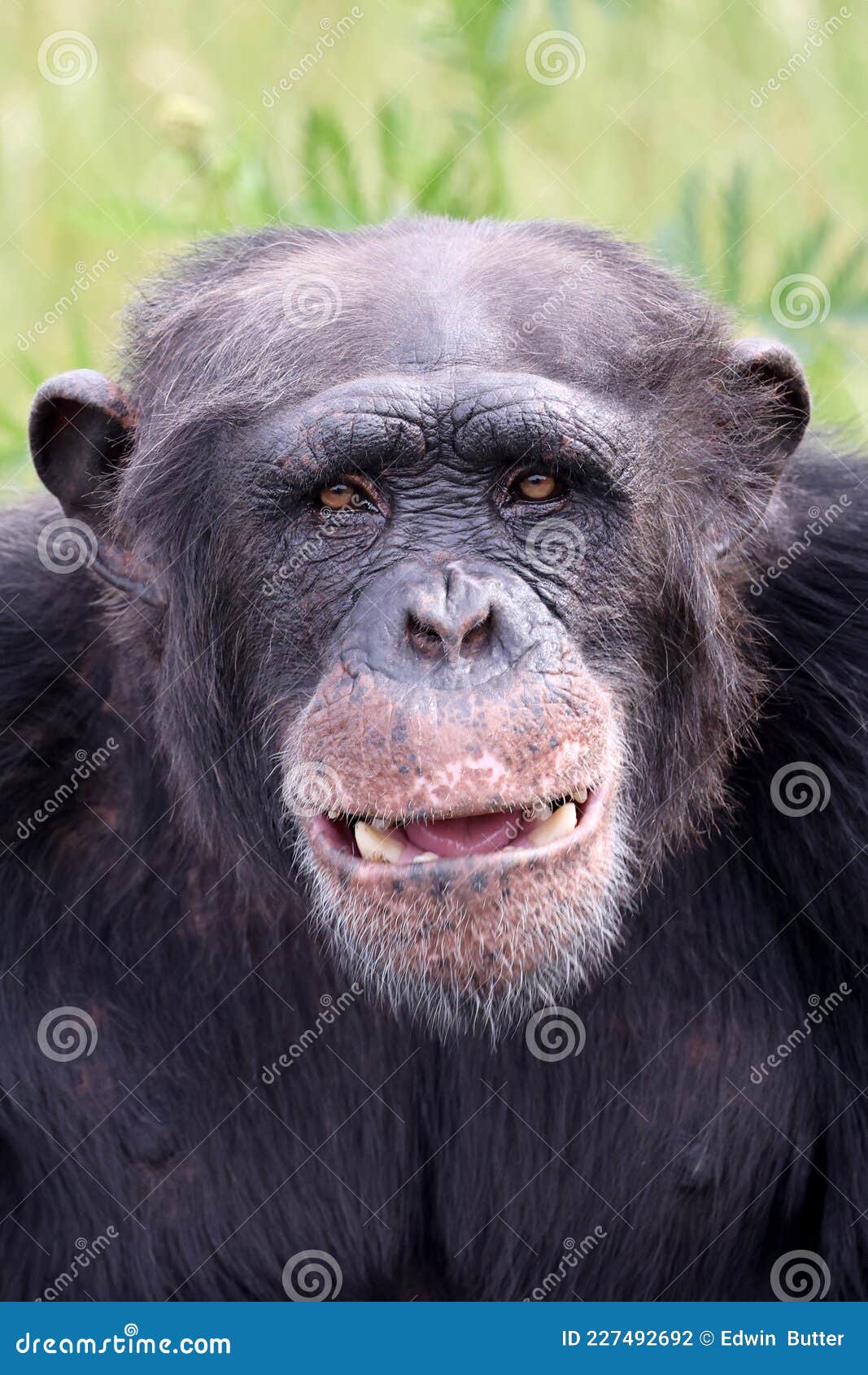 Front view of chimpanzee stock photo. Image of mouth - 227492692