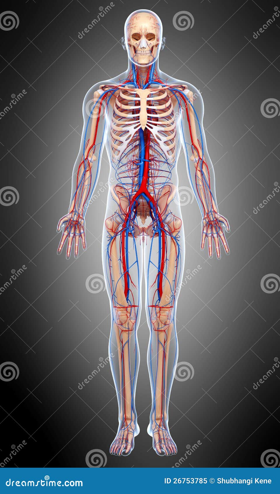 Male Circulatory System. Vector Illustration Of Blood Circulation In ...