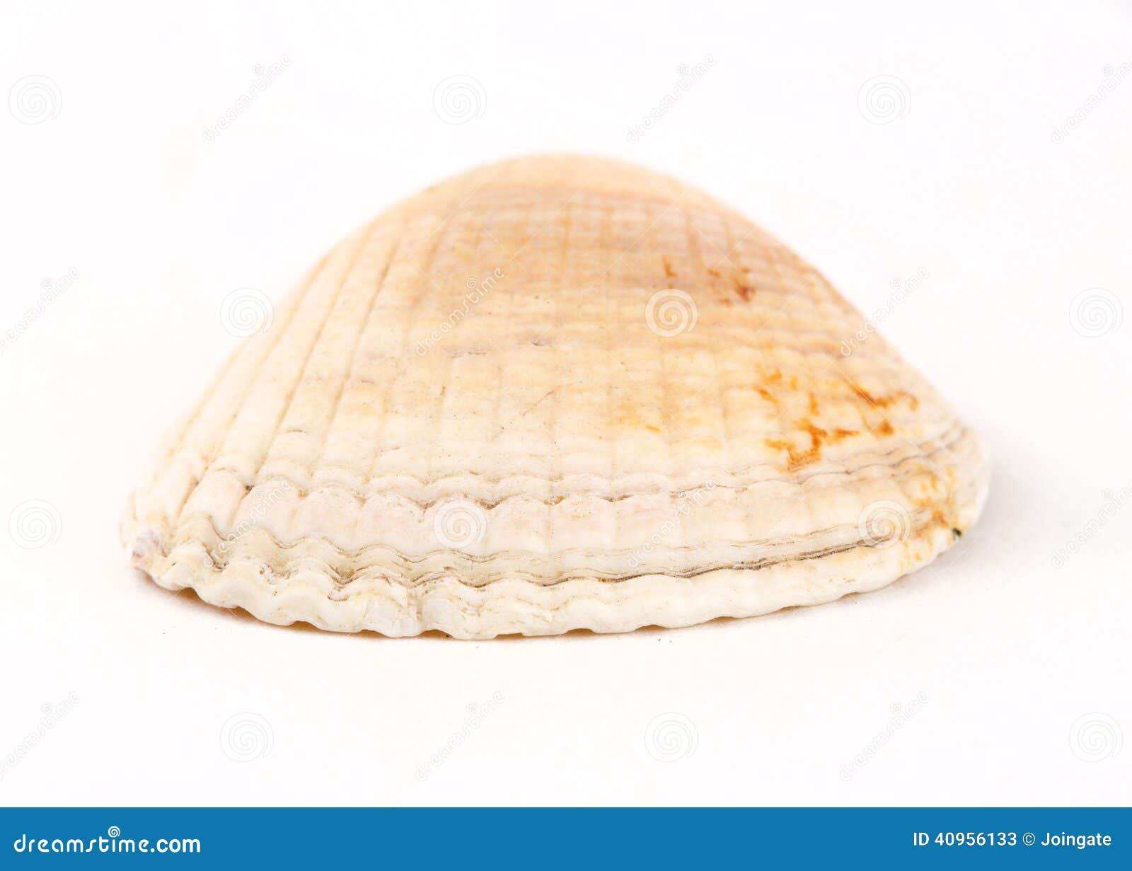 Front View of Shell on Side Stock Image - Image of white, shell: 40956133