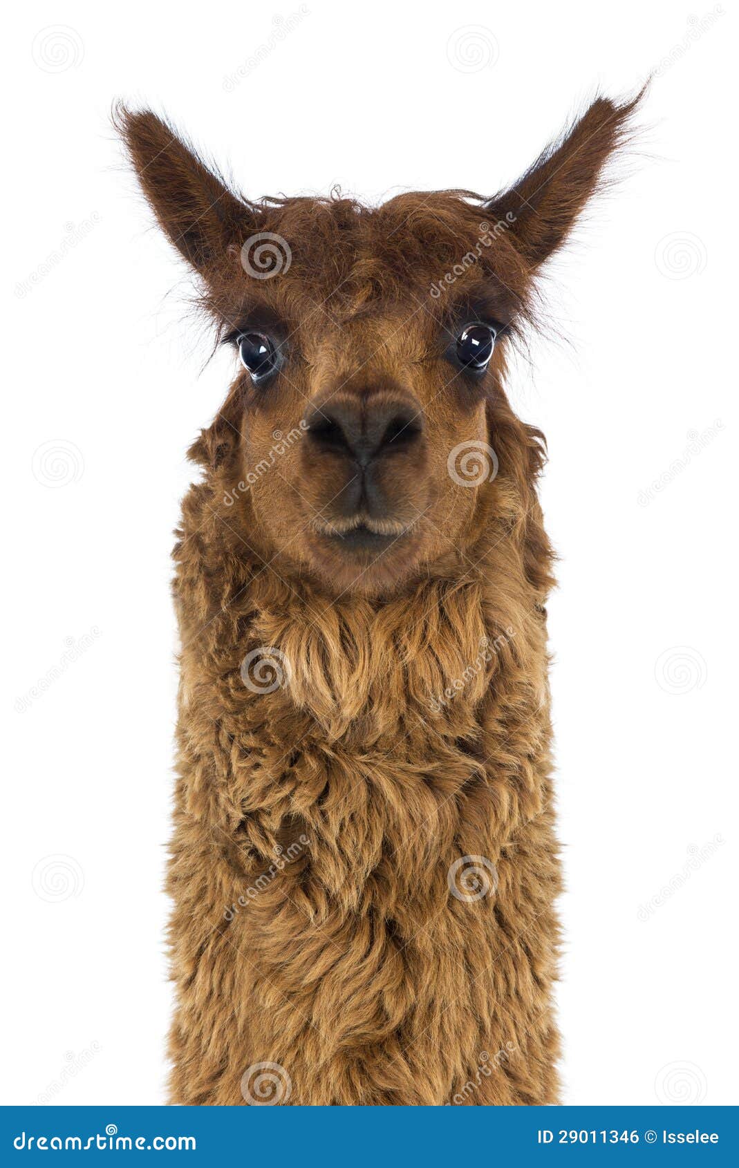 Front View Close-up of Alpaca Stock Photo - Image of camera, neck: 29011346