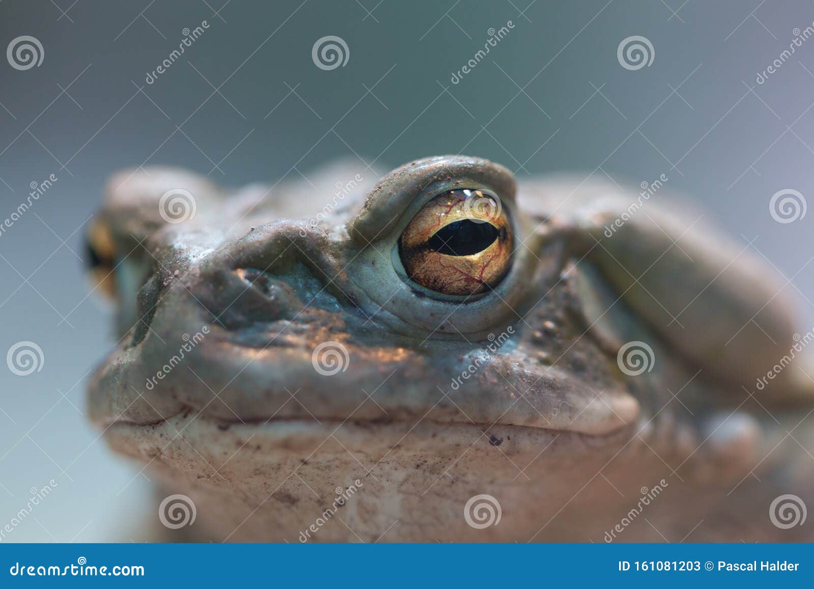 Front View of Colorado River Toad Bufo Alvarius Stock Image - Image of ...