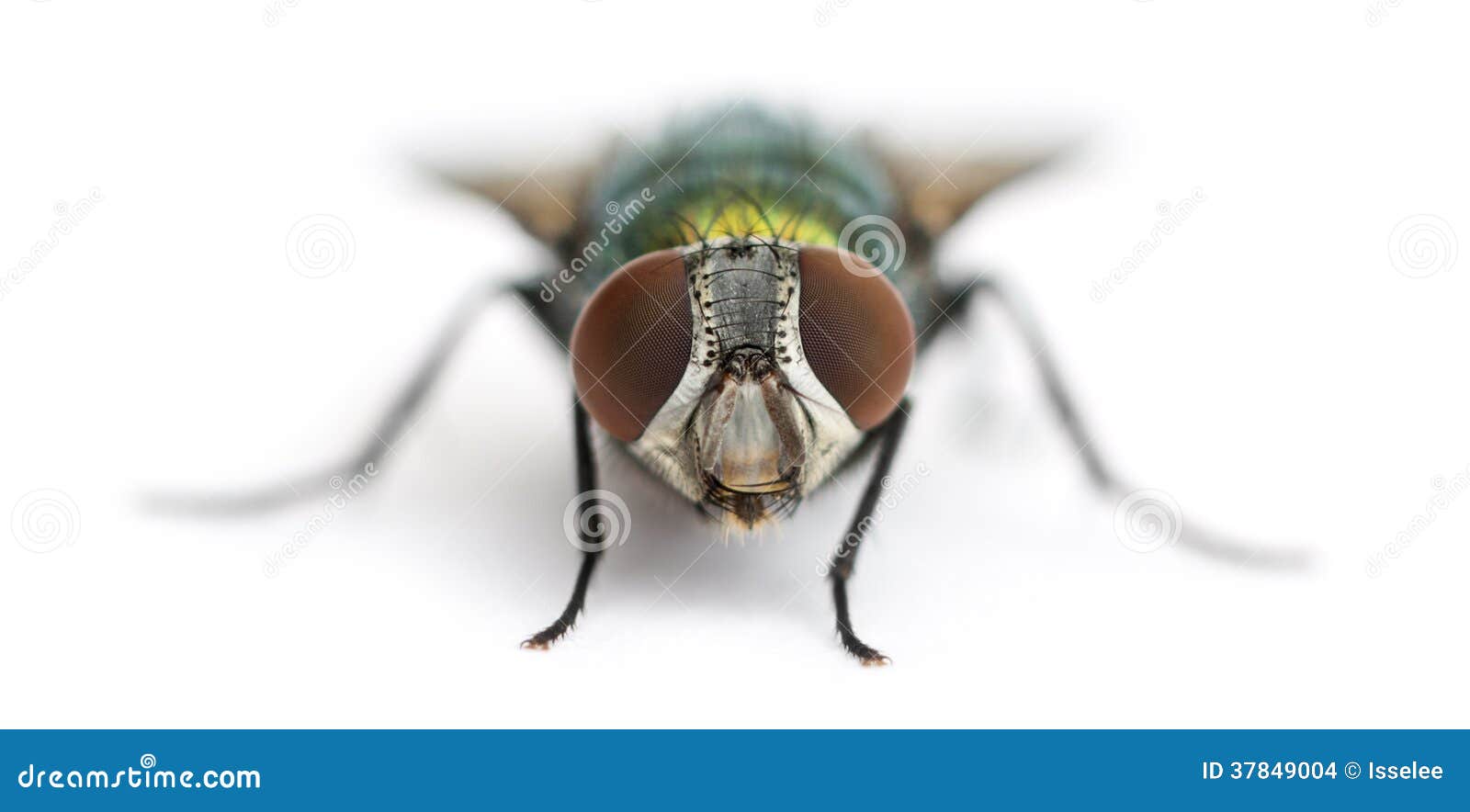Front View of a Common Green Bottle Fly Facing, Phaenicia Sericata ...
