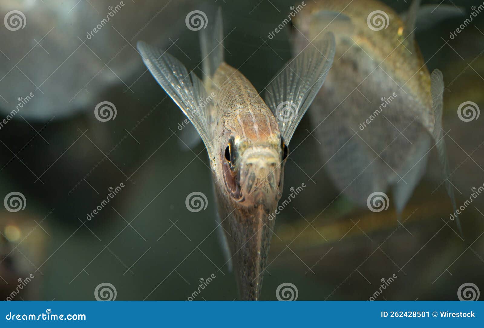 Front View of a Common Hatchetfish in an Aquarium Stock Image - Image ...