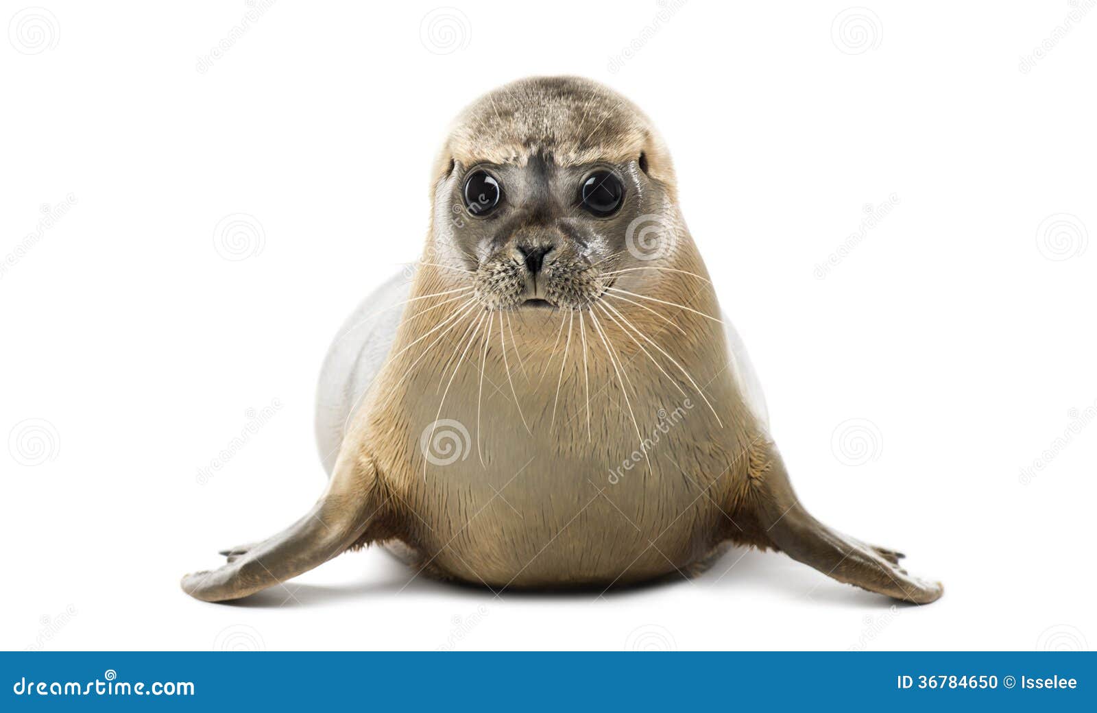 Front View of a Common Seal Lying, Looking at the Camera Stock Photo ...