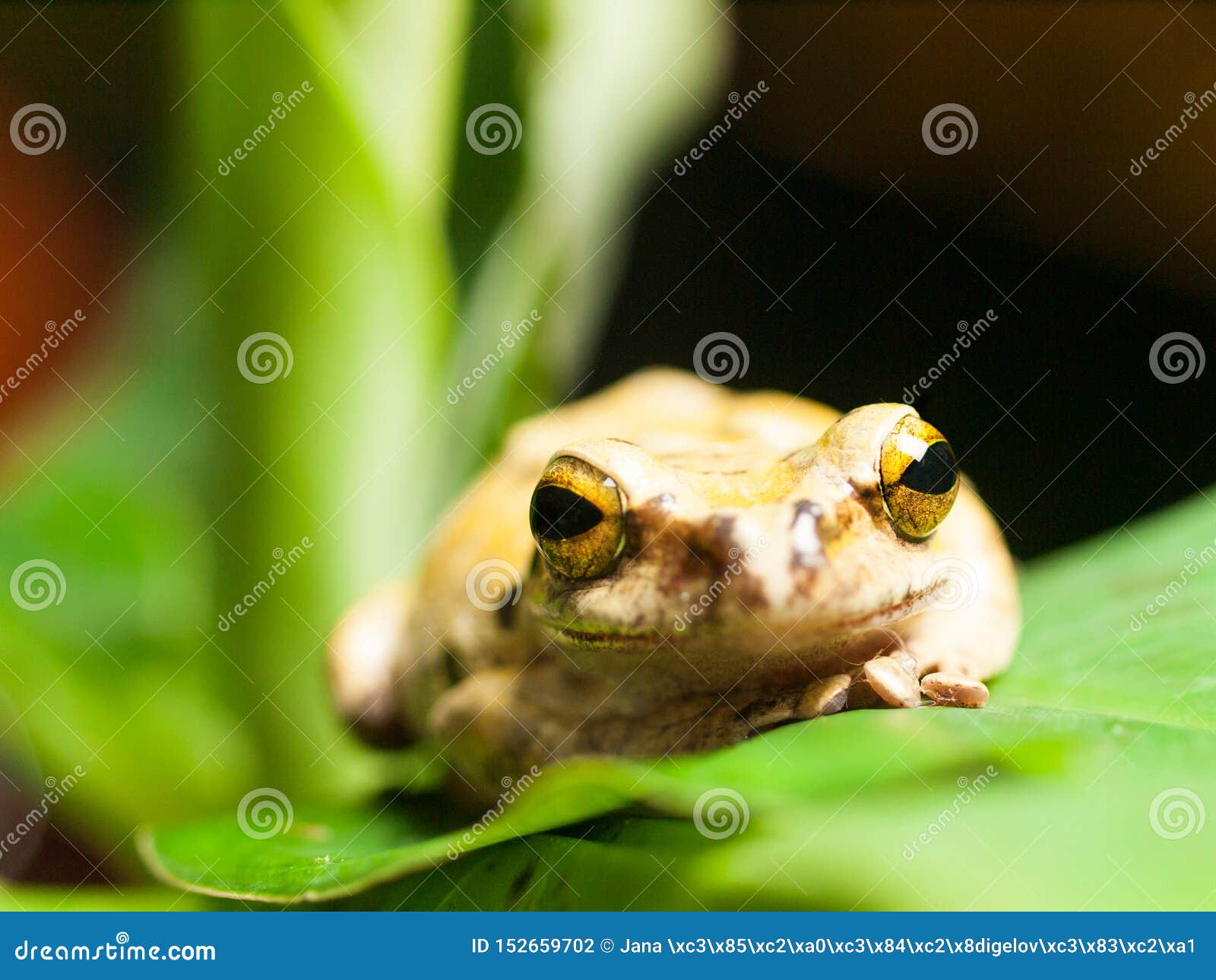 Front View on Common Southeast Asian Tree Frog - Polypedates ...
