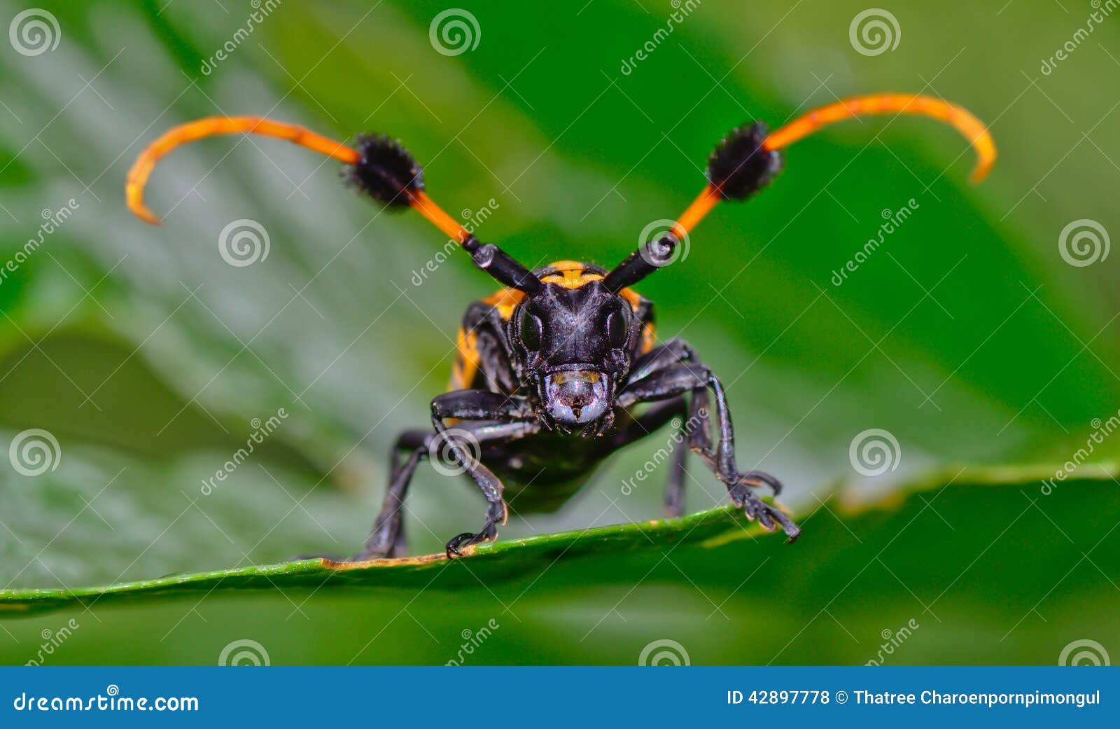 Common Tuft Bearing Longhorn Aristobia Approximator Stock Photos - Free ...