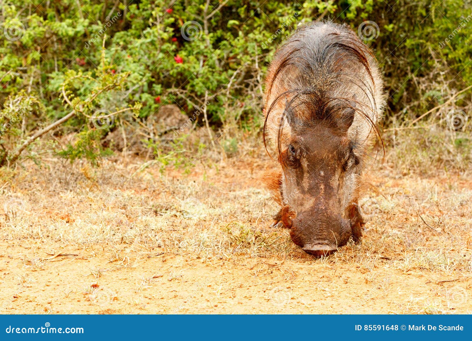 Front View of a Common Warthog Stock Photo - Image of natural, large ...