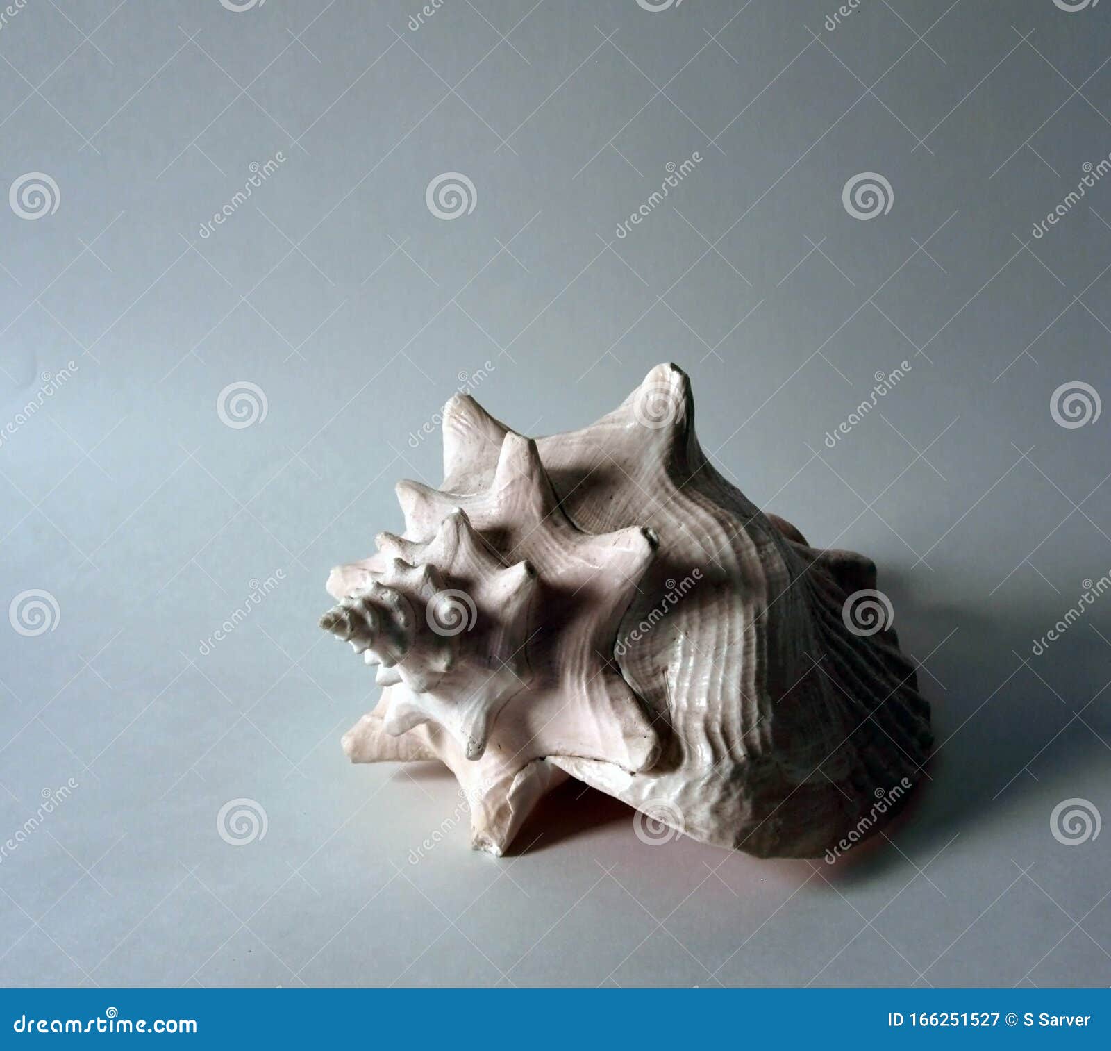 Front View of a Conch Seashell on Light Background Stock Image - Image ...