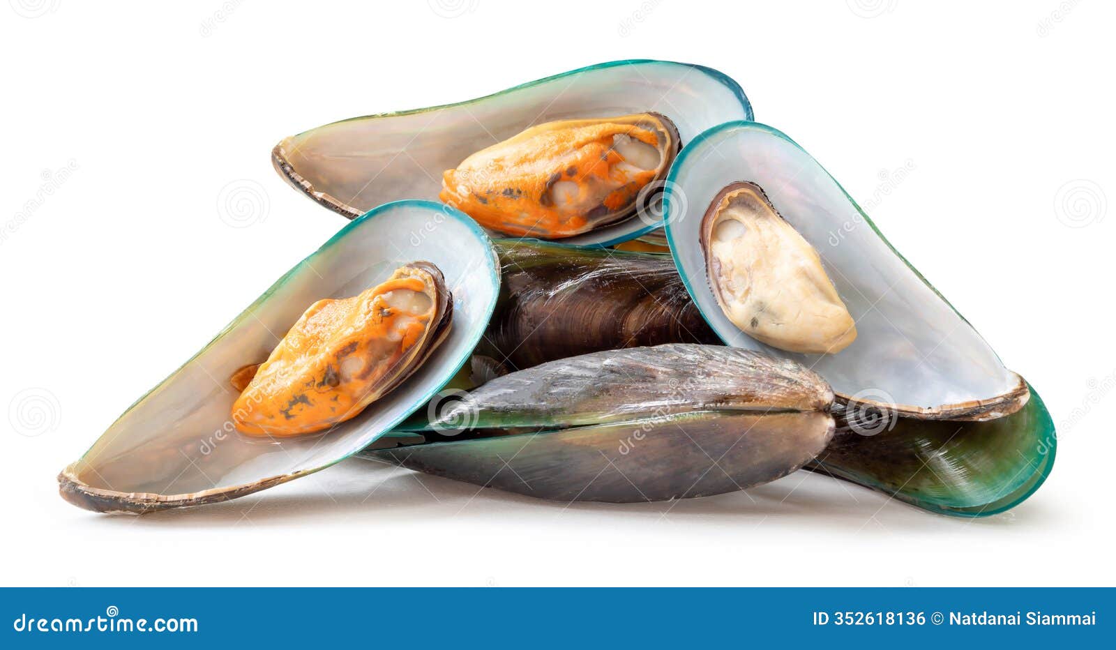 Front View of Cooked or Steamed Green Mussels in Stack Isolated on ...