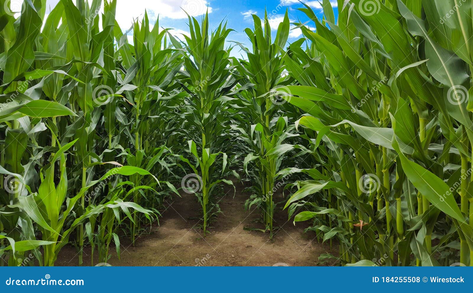 Front View of a Corn Field Which Plants Have Reached Their Maximum ...