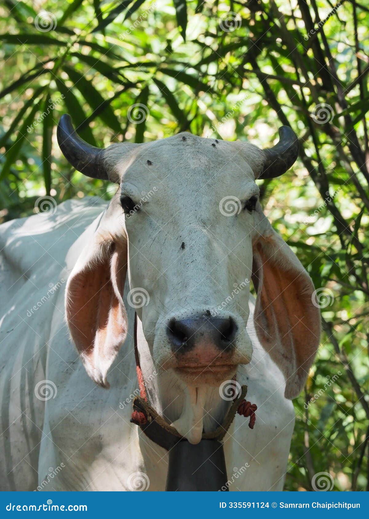 Front View of Cow and Many Flys on Head Stock Photo - Image of cattle ...