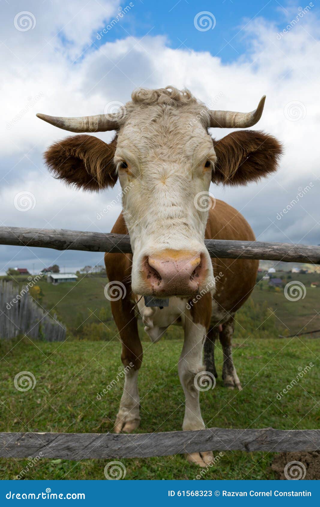 Front View of a Cow Over a Fence Stock Image - Image of field, looking ...