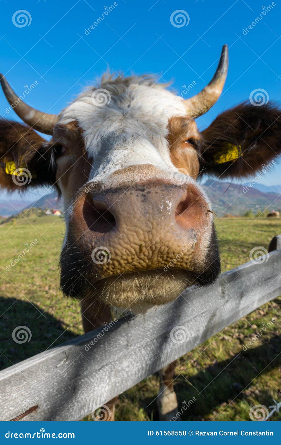 Front view of a cow s head stock photo. Image of brown - 61568558