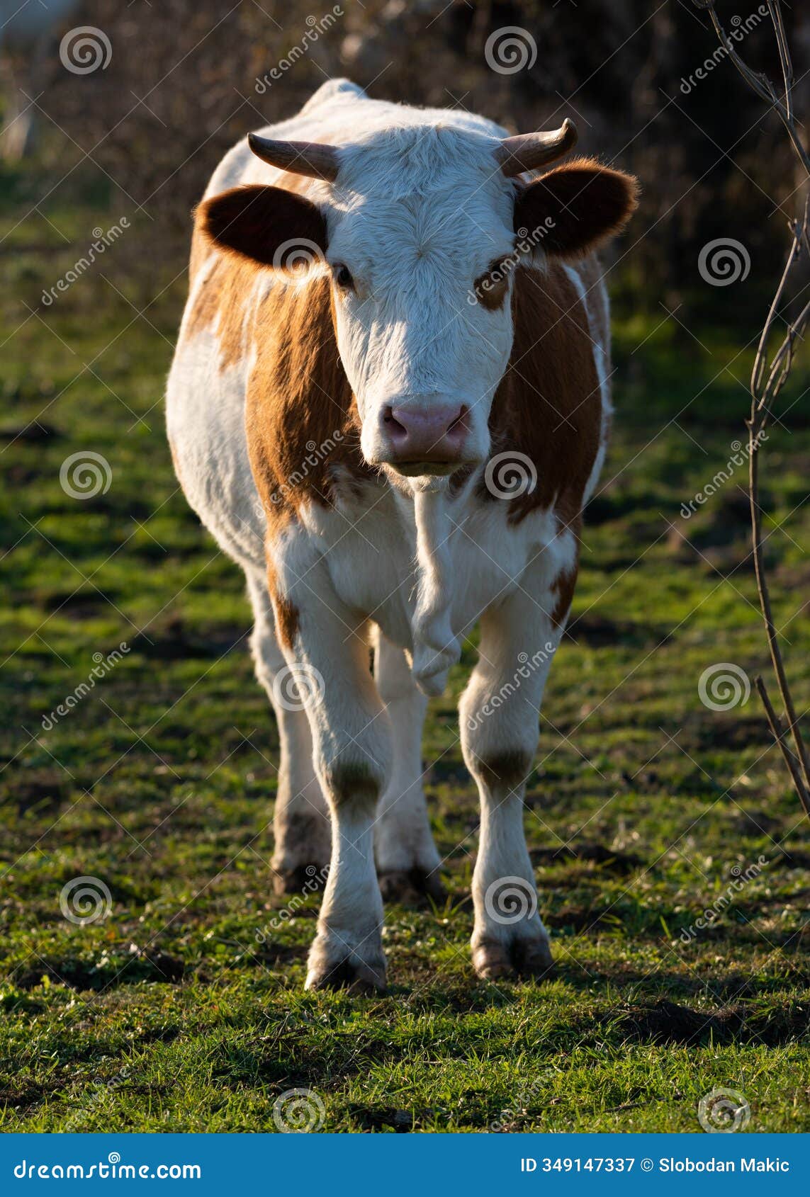 Front View of Cow Standing in Pasture Stock Image - Image of range ...