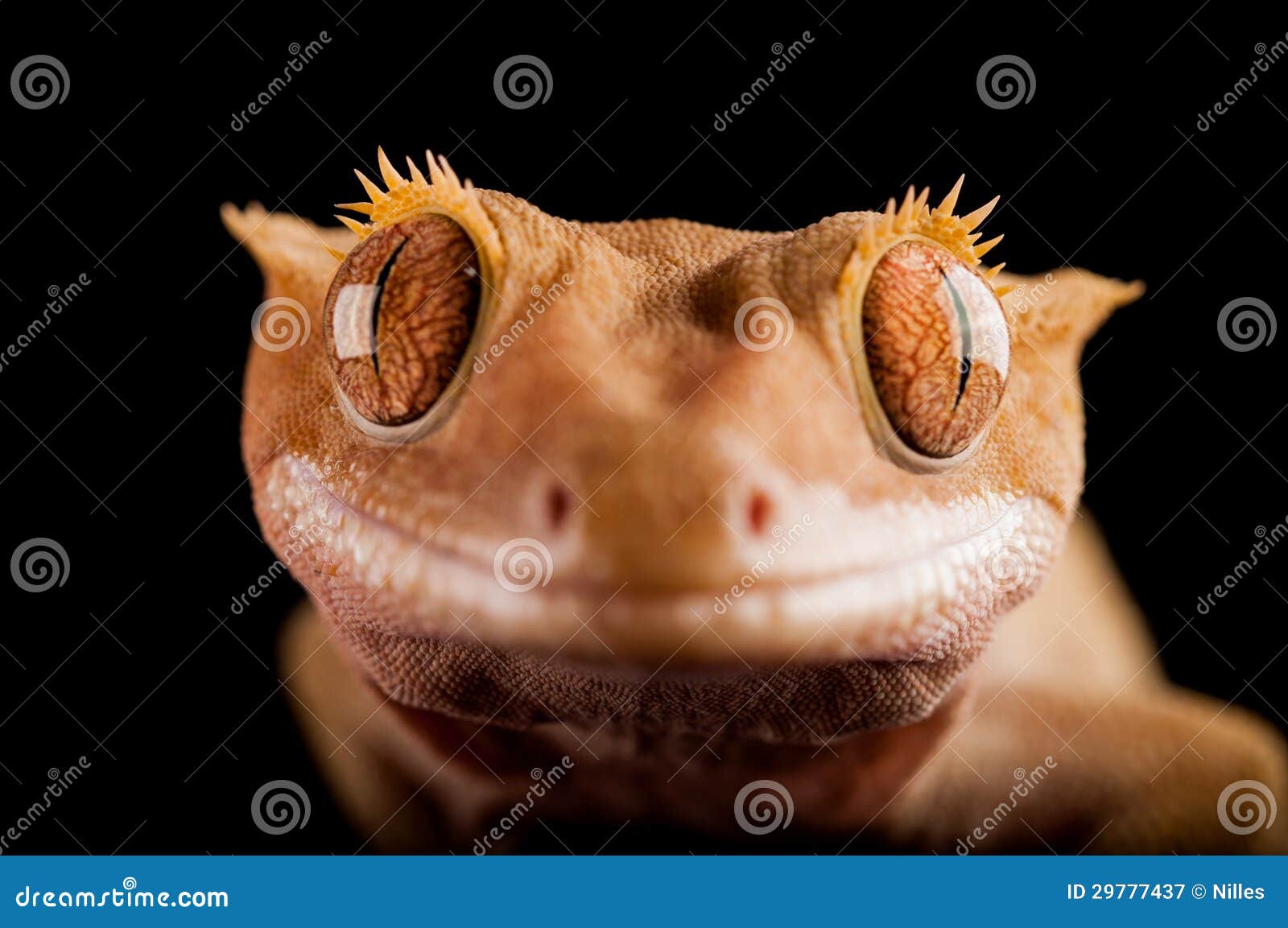 Crested gecko stock image. Image of kroongekko, front - 29777437