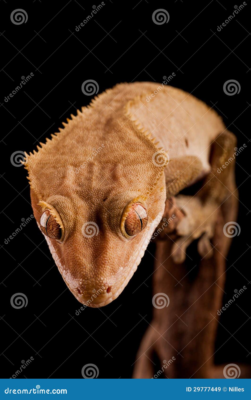 Crested gecko stock image. Image of gecko, reptiel, dieren - 29777449