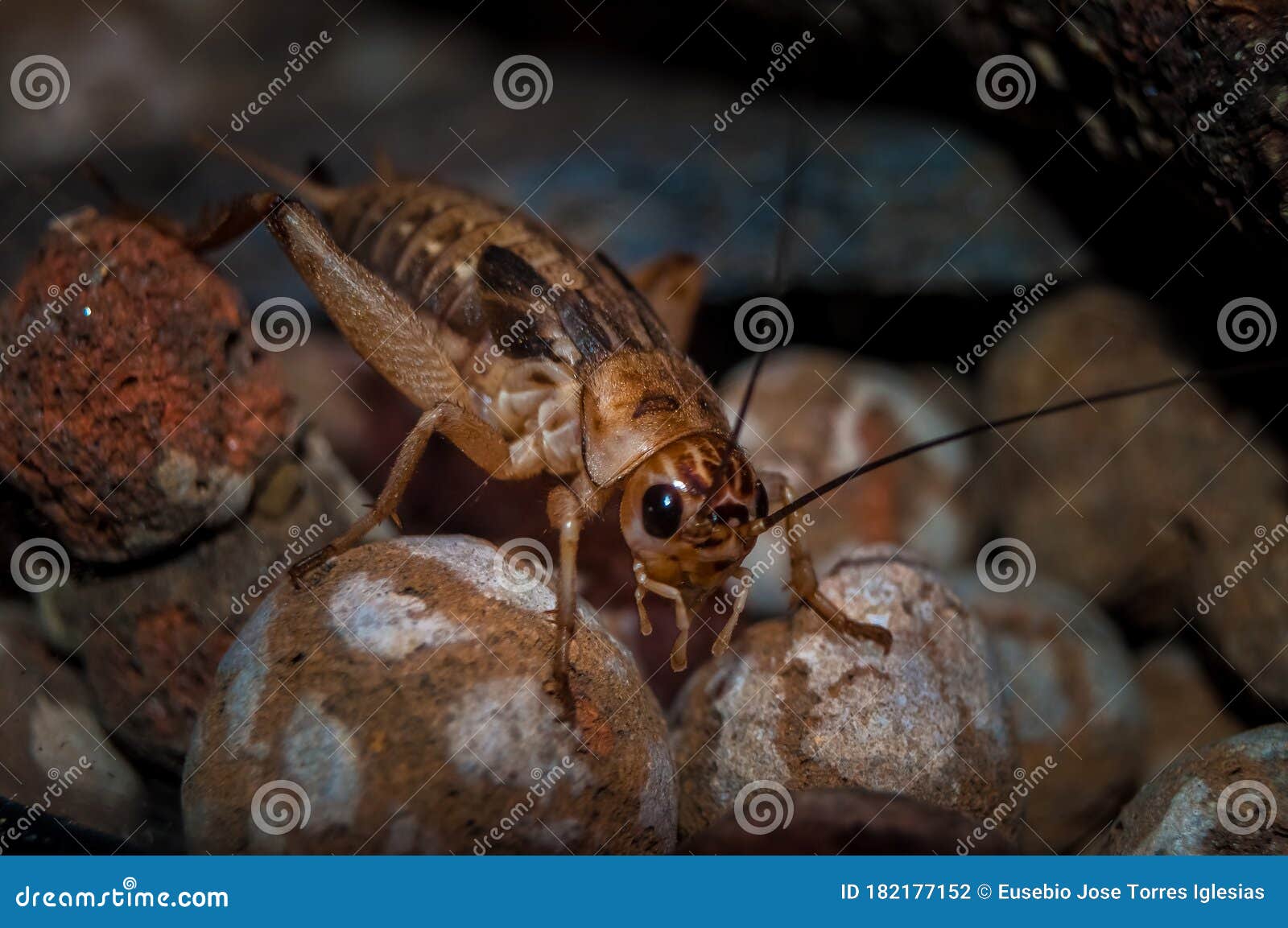Front view of cricket stock photo. Image of invertebrate - 182177152