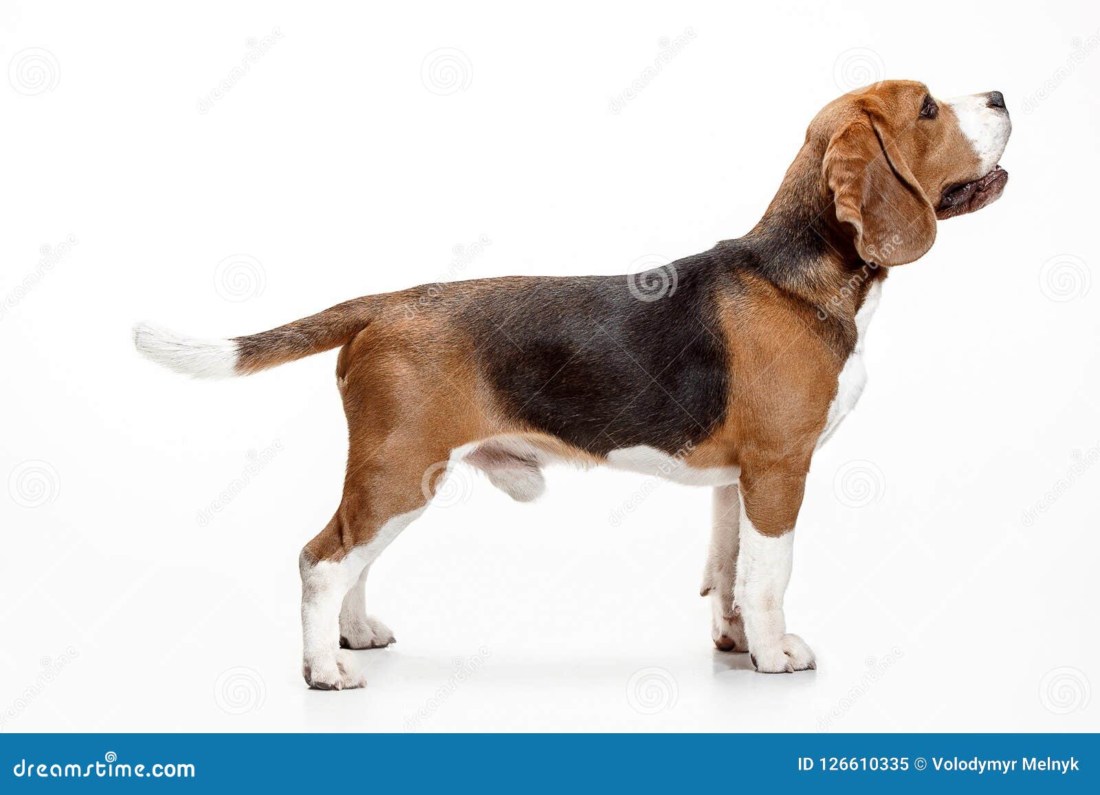Front View of Cute Beagle Dog Sitting, Isolated on a White Background ...