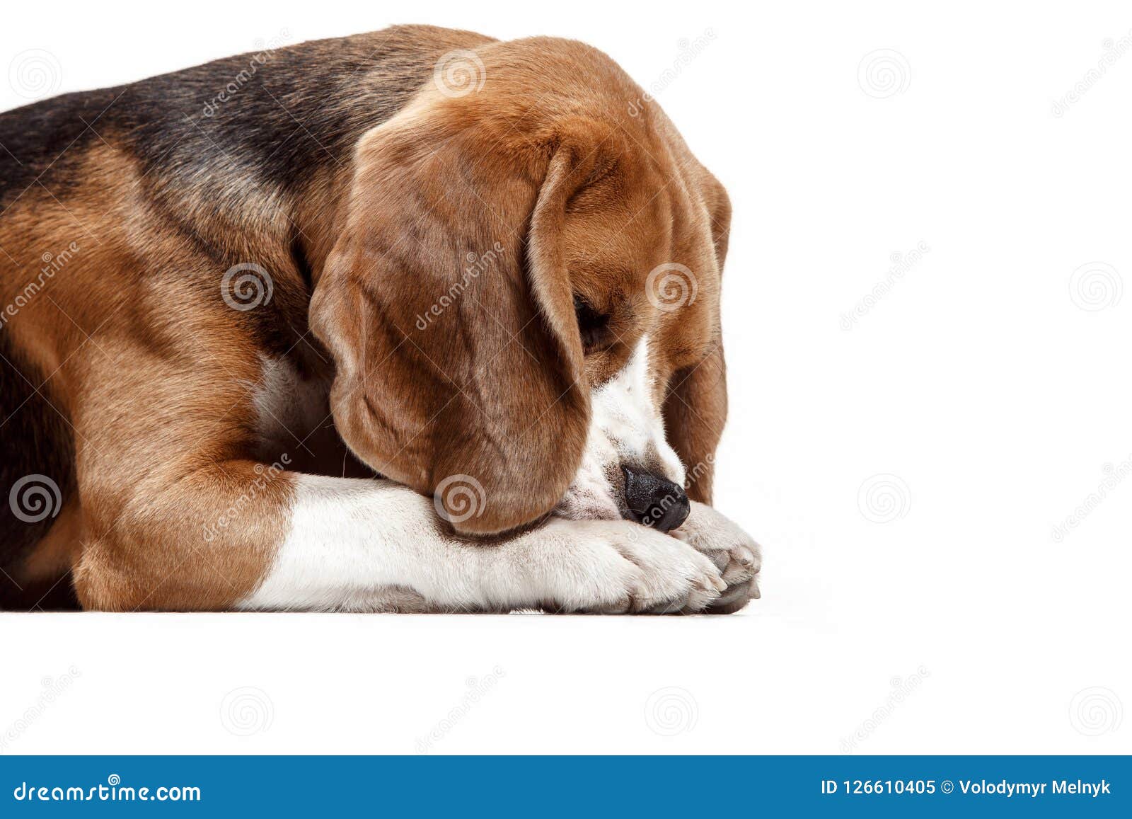 Front View of Cute Beagle Dog Sitting, Isolated on a White Background ...